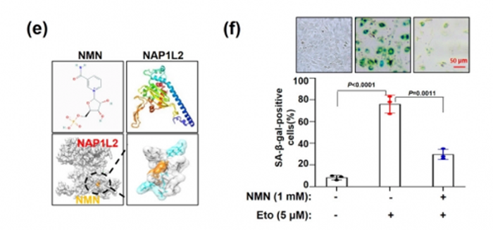 佰椿塬科普分享：NMN可使骨组织干细胞恢复活力_药源网