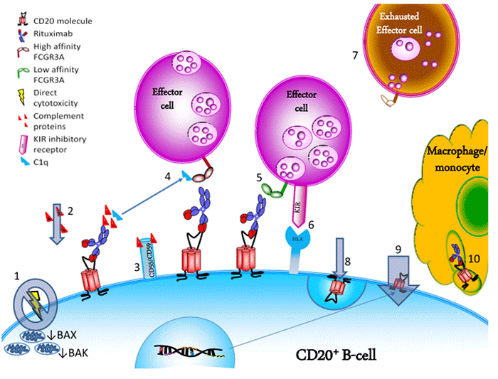 不同CD20单抗的选择_药源网